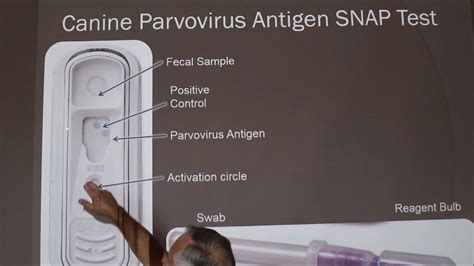 How Are Puppies Tested For Parvo