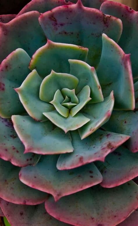 Are Succulents Safe For Leopard Geckos Reptiles Time