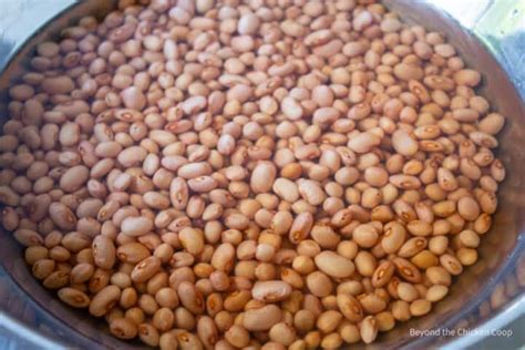 Santa Maria Style Beans Beyond The Chicken Coop