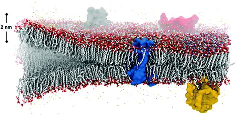 Dynamics In Supramolecular Nanomaterials Soft Matter Rsc Publishing Doi 10 1039 D1sm00047k