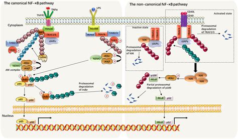 Canonical and non canonical NF κB activating pathways The canonical Download Scientific