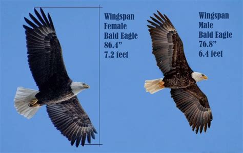 Eagle Wing Span Rbeamazed
