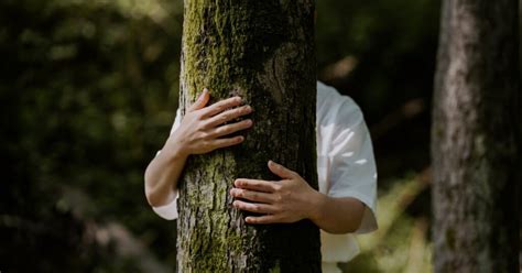 Consequences Of Deforestation On Environment And Solution Bleedgreen