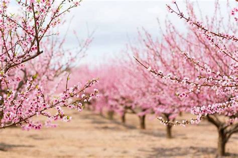 How And When To Prune Almond Trees Gardeners Path
