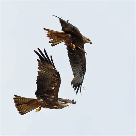 Buzzard Raptor Flight Of - Free photo on Pixabay - Pixabay
