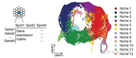 空间转录组聚类分析与生态位 知乎