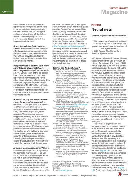 Pdf Primer Neural Nets