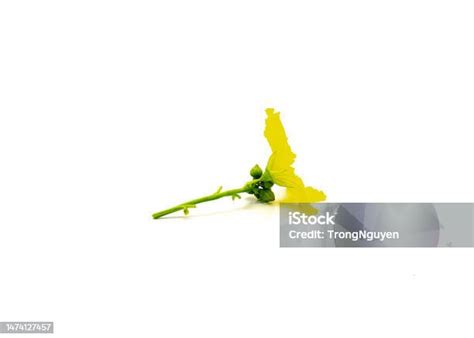 측면보기 노란색 Luffa 수꽃은 꽃잎과 새싹이 피는 클러스터로 자라며 클리핑 경로 복사 공간이 있는 흰색 배경에 격리된 신선한 컷 수세미 조롱박 꽃 0명에 대한 스톡 사진