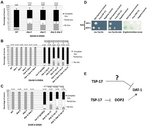 Dopamine Receptors Act Antagonistically To Modulate The Sensitivity Of