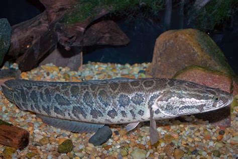 Some Interesting Info And Photos Of Uf Invader Updater