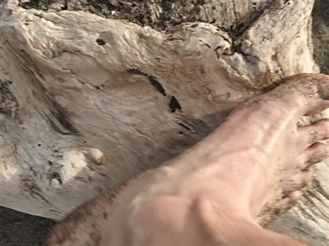 Seaside Bug Smashing ThisVid Com
