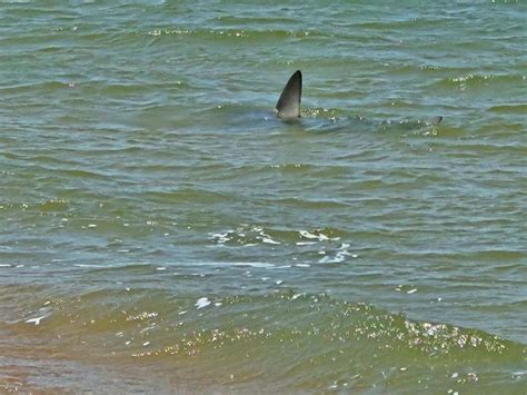 Is It Possible To Identify The Shark In This Picture Approx 5 6 Long