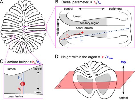 Schematic Representation Of Spatial Coordinates Measured A Download Scientific Diagram