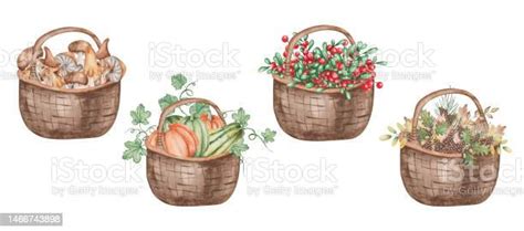 수채화 그림입니다 손으로 그린 갈색 짠 바구니 나뭇잎 솔방울 오크 도토리 딸기 호박 버섯 바구니 바구니 세공의 음식과 가을 자연 인쇄를 위한 격리된 클립 아트
