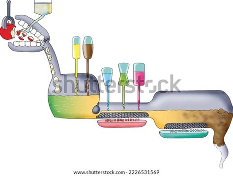digestive system modelling modeling showing stages stock vector