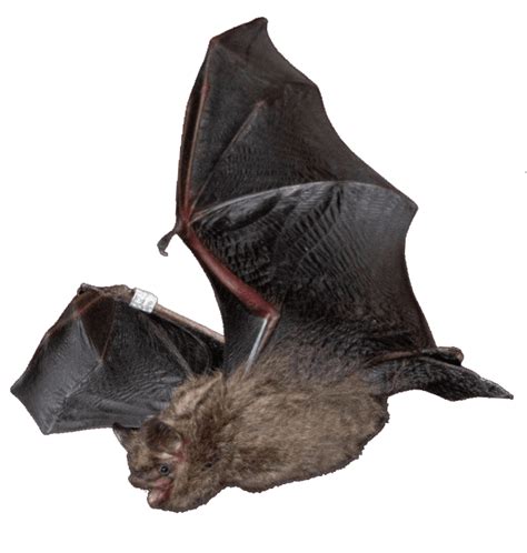Quessé ça Une Pipistrelle De Lest