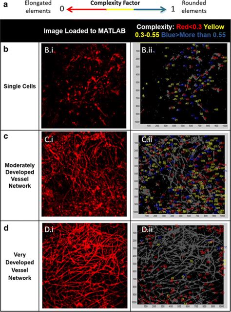 matlab analysis of vessel network complexity matlab analysis of