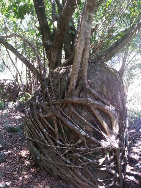 These Tree Roots Displays The True Magic Of Nature FREEYORK