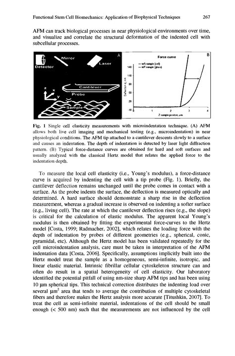 Cell Elasticity Big Chemical Encyclopedia