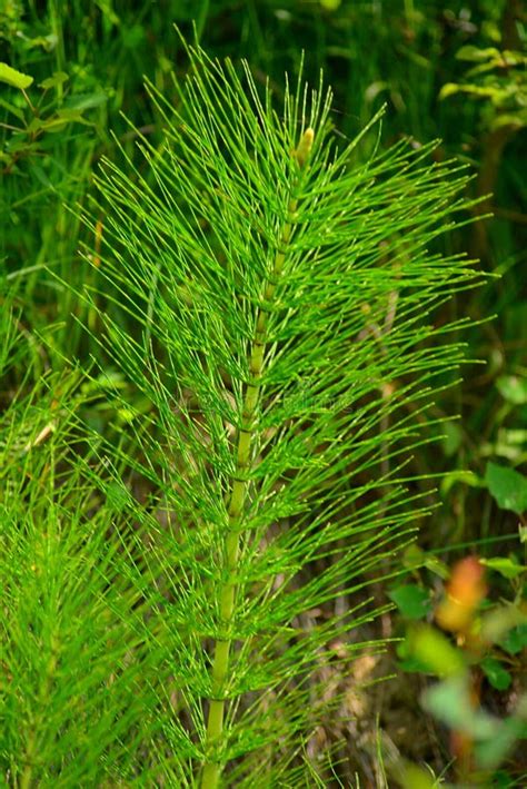 Planta De Arveja De Equisetum A Principios Del Verano En Los Montecarlo