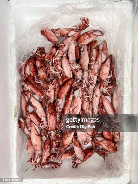 Little Squid Photos And Premium High Res Pictures Getty Images