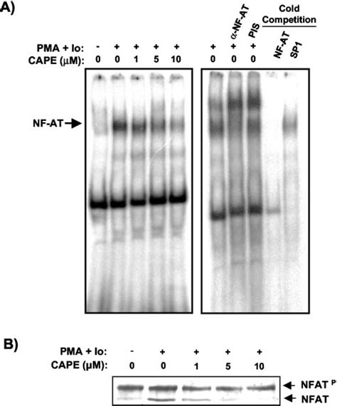 Effect Of Cape On The Nfat Activation Pathway A Nfat Dna Binding Download Scientific Diagram