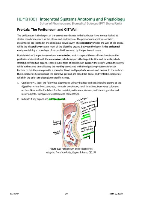 Mod Pre Lab Questions And Answers To Module Pre Lab Pre Lab The Peritoneum And GIT Wall