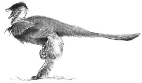 Pedopenna Fossil Wiki Fandom