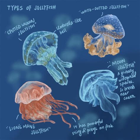 Types Of Jellyfish Science Illustration R Marinebiology