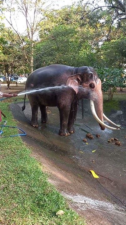කොළඹ ආපු ගමන් වතුර පාරක් නාන කැළණියෙ කණ්ඩුල😍 Trending Elephant