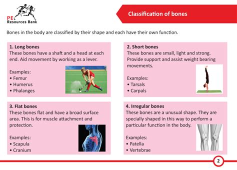 GCSE 9 1 PE Revision Flash Cards Edexcel Teachers And Babes