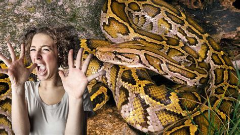 Elle Se Couche Chaque Soir Avec Son Python Et Découvre Lhorreur Grâce