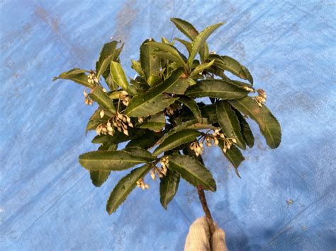 造園技能検定 練習問題 2023 061 | Plant Guide