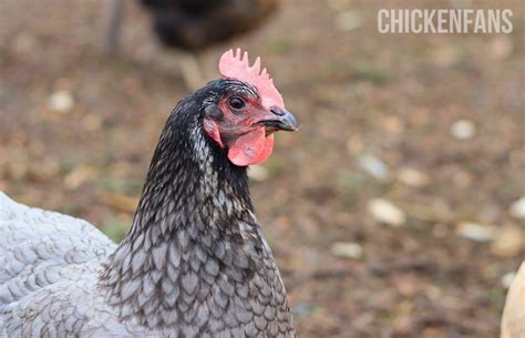 Pale Comb In Chickens Causes And Treatment Chicken Fans