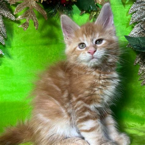 Top Quality Breeding Cats For Sale Usas Premier Source