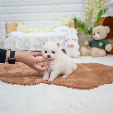 스피츠분양 사랑스러운 애기 강아지 요요 웰시코기분양 프렌치불독분양 보스턴테리어분양 이탈리안그레이하운드분양 베들링턴테리어분양 셔틀랜드쉽독분양 코카스파니엘분양 퍼그분양 비글