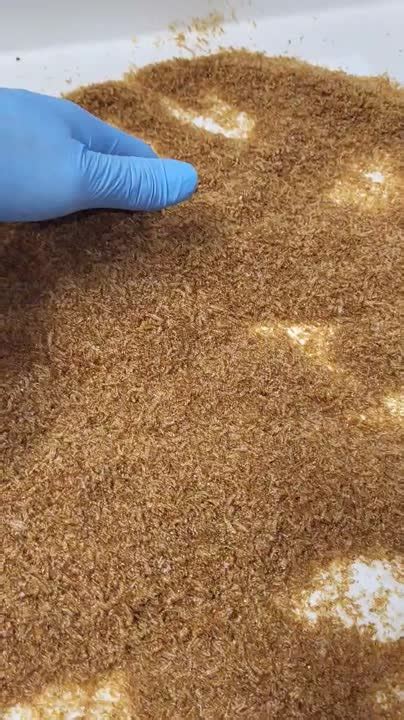 Justin Meyer On Linkedin Science Experiment Chitin Chitinase