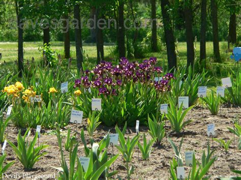 Plantfiles Pictures Intermediate Bearded Iris Devils Playground