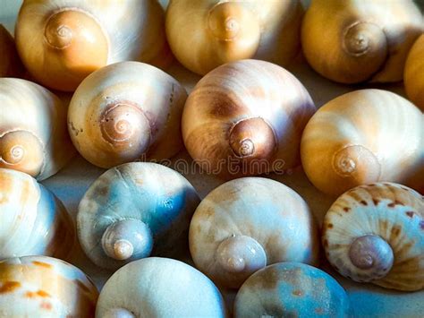 Set Of Sea Shells With Fibonacci Spiral Stock Image Image Of Objects Aquatic 325730285