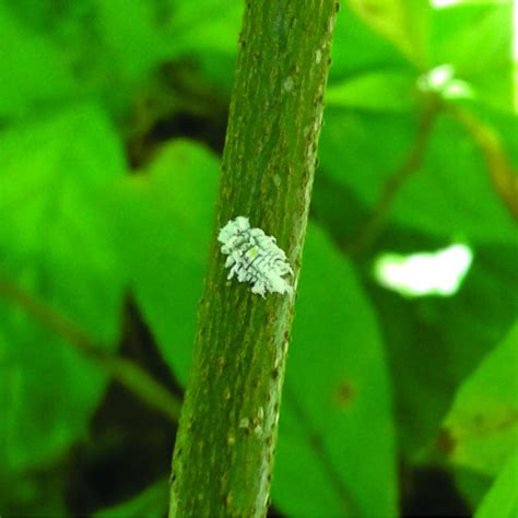 Citrus Mealybug Planococcus Citri Ecoregistros