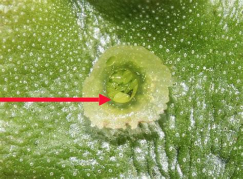 Lab 1 Bryophytes Flashcards Quizlet