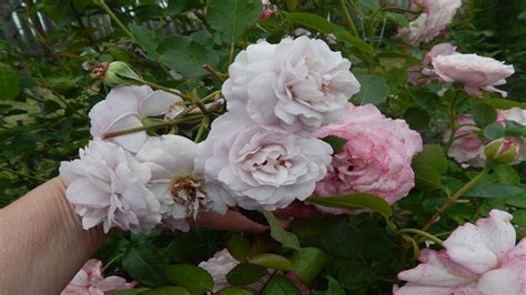 Розы Массада Roses Massad. 8 сортов.Июльское цветение.Названия под ...