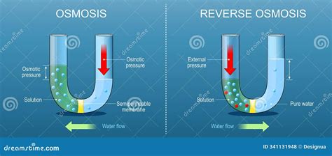 Osmosis And Reverse Osmosis Stock Illustration Illustration Of