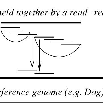 Confirm A Read Read Alignment By Alignment Onto A Related Genome Download Scientific Diagram