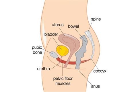 Pelvic Floor Anatomy Myphysiosa