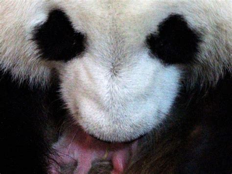 Giant Panda Head