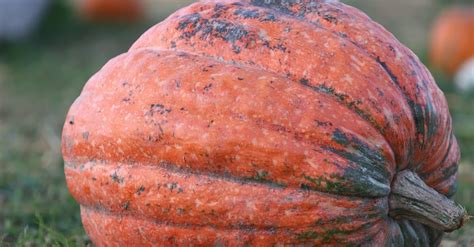 Pumpkin Patch Knightdale Nc Grasshopper Farms Nc