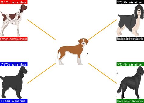 Breeds Similar To Pointer At Catherine Grant Blog