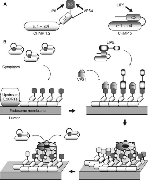 Figure 9 From Novel Interactions Of Escrt Iii With Lip5 And Vps4 And Their Implications For