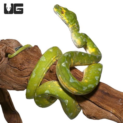 Adult Aru Green Tree Python For Sale Underground Reptiles